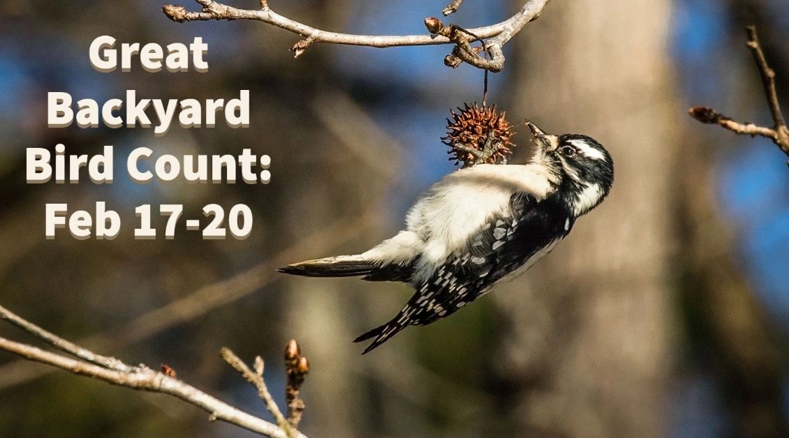 The 2023 Great Backyard Bird Count